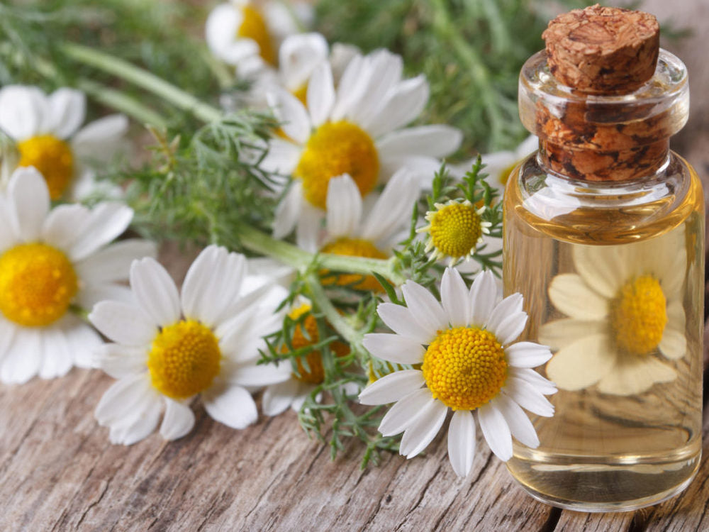 The Science of Chamomile Deciphered – GGDS